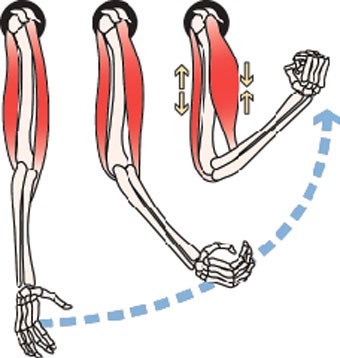 How Skeletal Muscles Work | Kids Discover Online