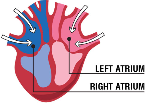 The Heart and Other Involuntary Muscles | Kids Discover Online