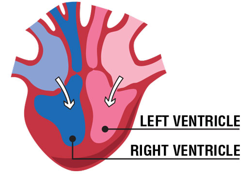 The Heart and Other Involuntary Muscles | Kids Discover Online