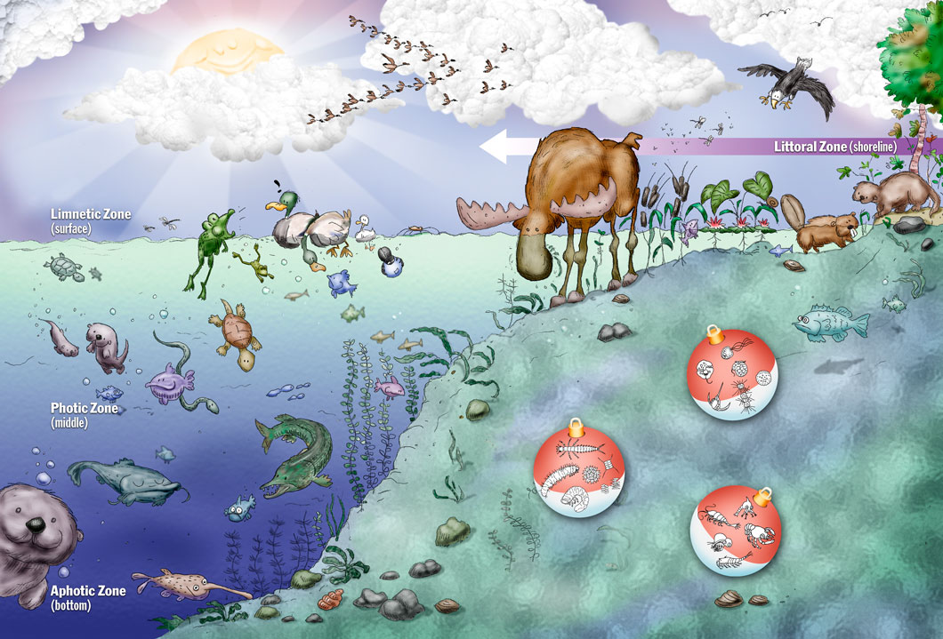 Plants and Animals in a Lake | Kids Discover Online