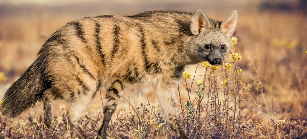 Hyenas | Kids Discover Online