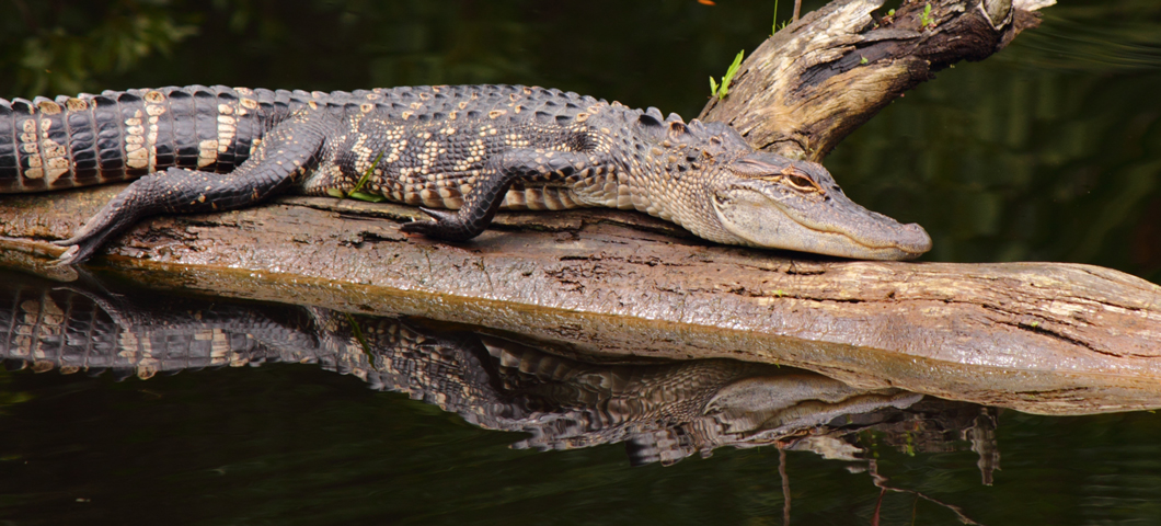 Alligators | Kids Discover Online