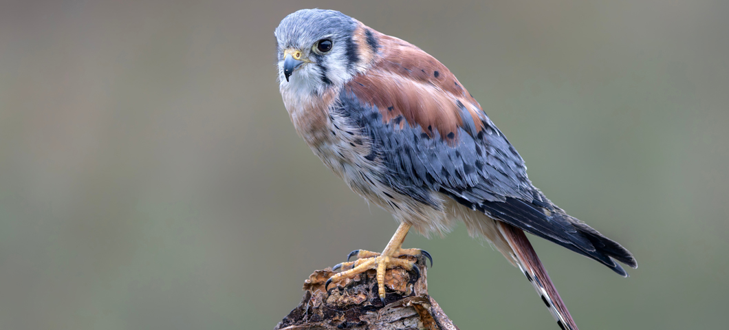 Falcons | Kids Discover Online