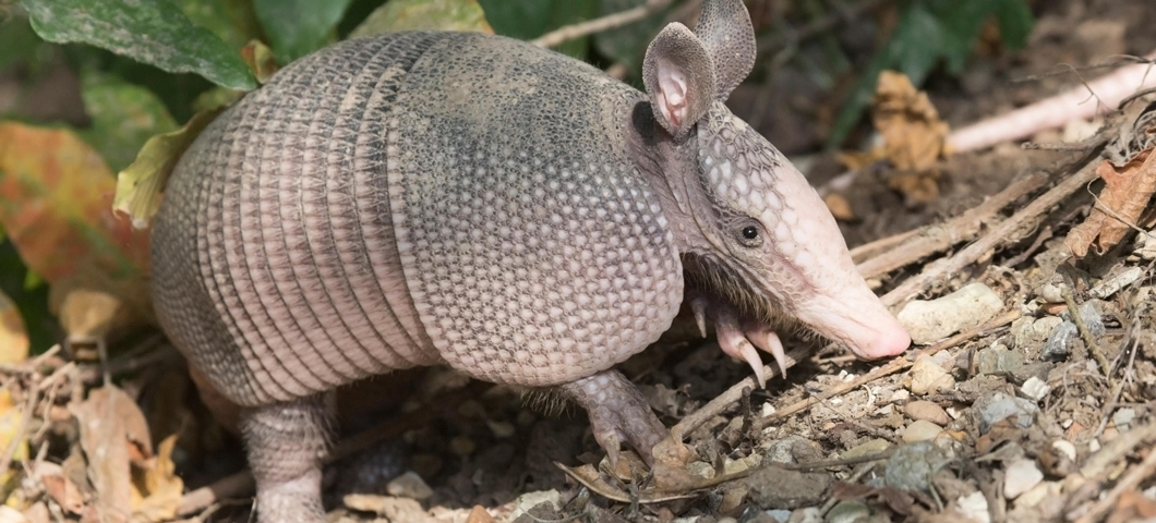 Armadillos | Kids Discover Online