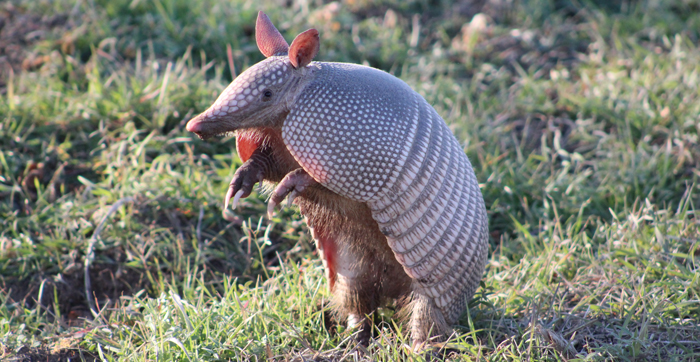 Armadillos | Kids Discover Online