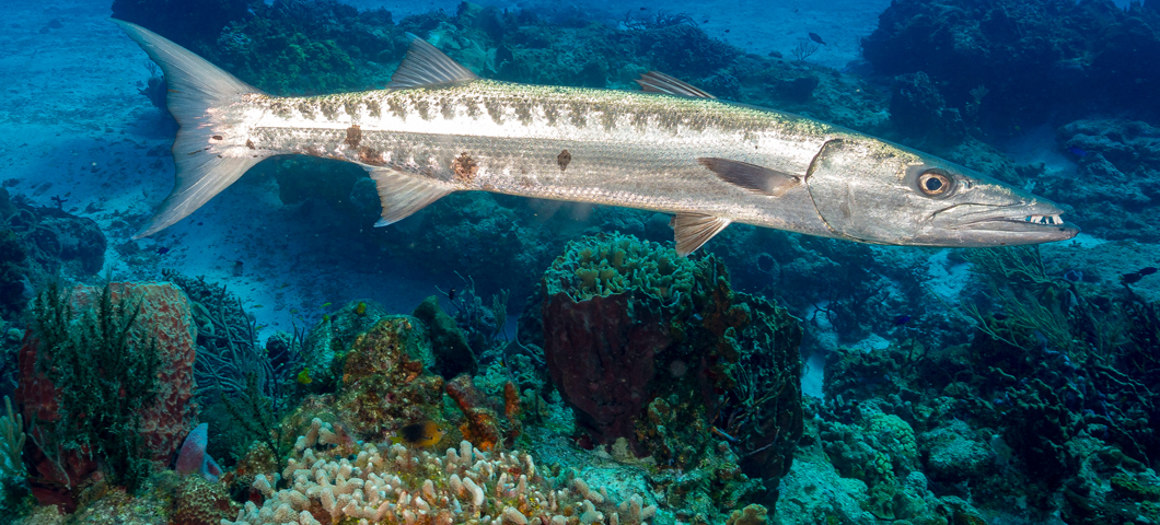 Barracudas | Kids Discover Online