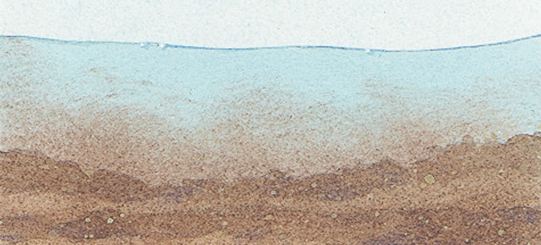 Birth of a Salt Marsh | Kids Discover Online