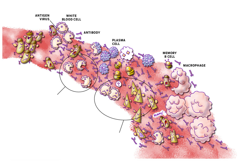 How White Blood Cells Fight Germs | Kids Discover Online