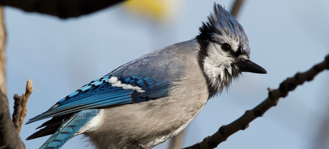 Blue Jays | Kids Discover Online