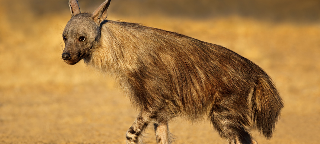 Hyenas | Kids Discover Online