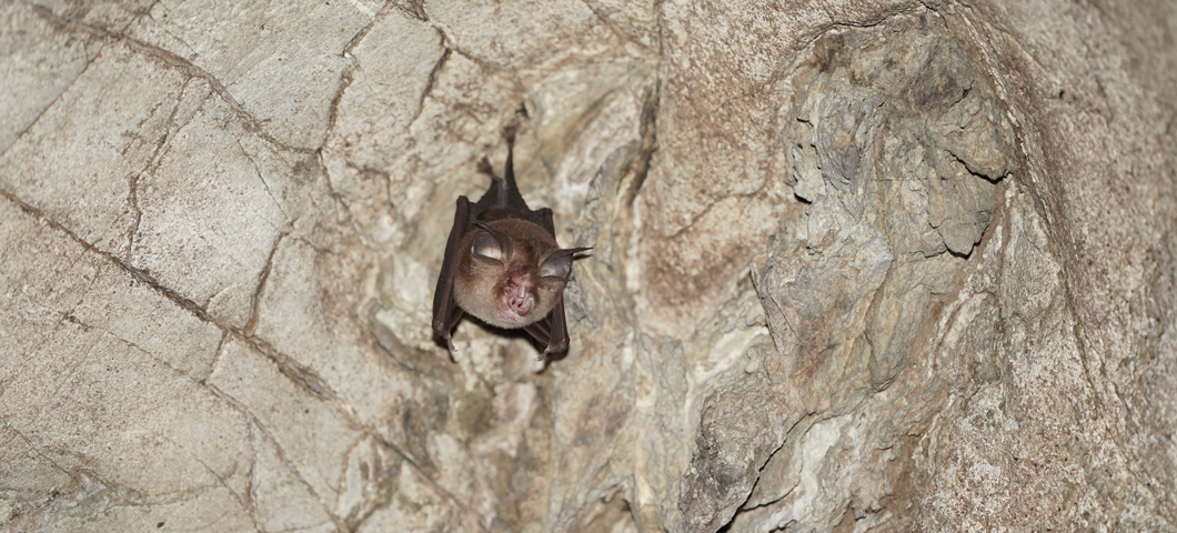 Bats | Kids Discover Online