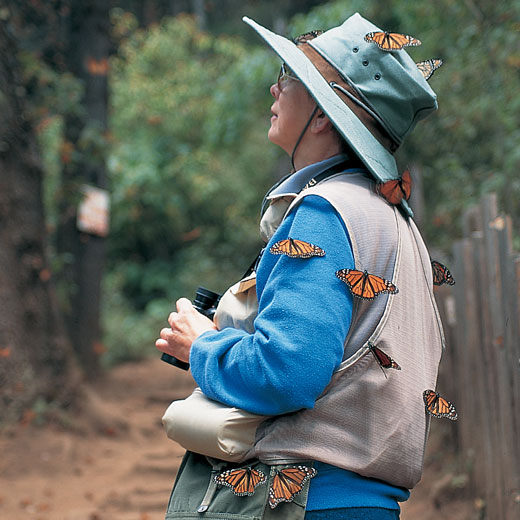 Threats to Butterflies and Moths | Kids Discover Online