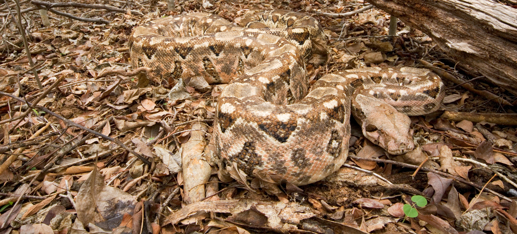 Boa Constrictors | Kids Discover Online