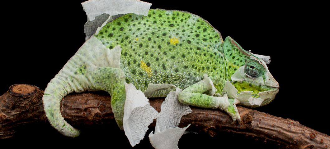 Chameleons | Kids Discover Online