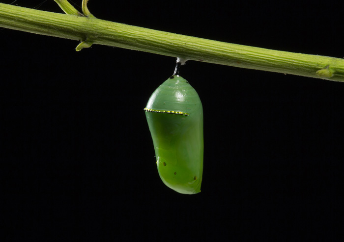 The Chrysalis | Kids Discover Online