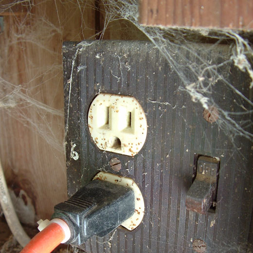 Spiderwebs | Kids Discover Online