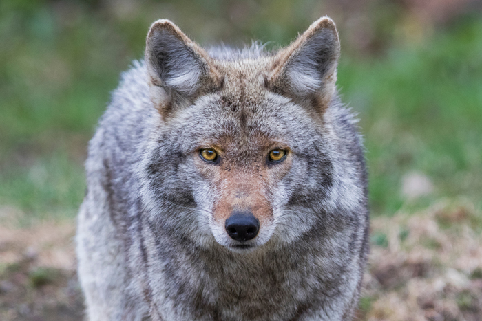 Coyotes | Kids Discover Online