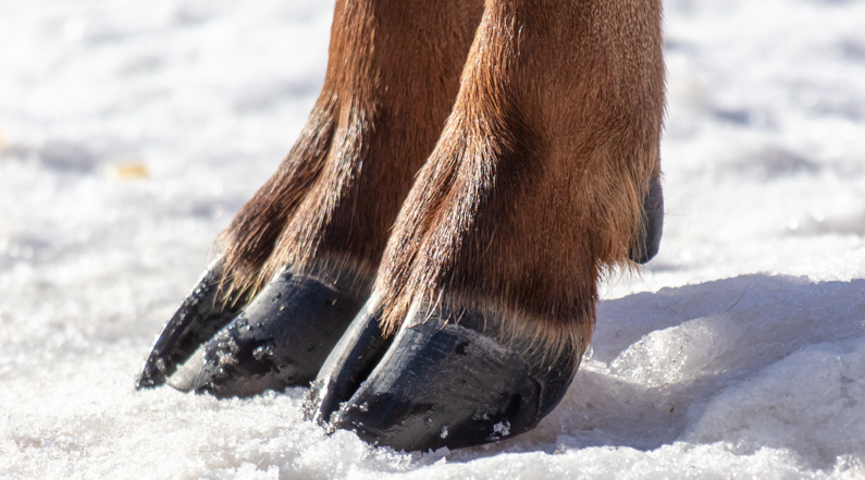 Deer | Kids Discover Online