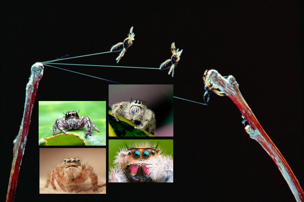Catching Their Prey | Kids Discover Online