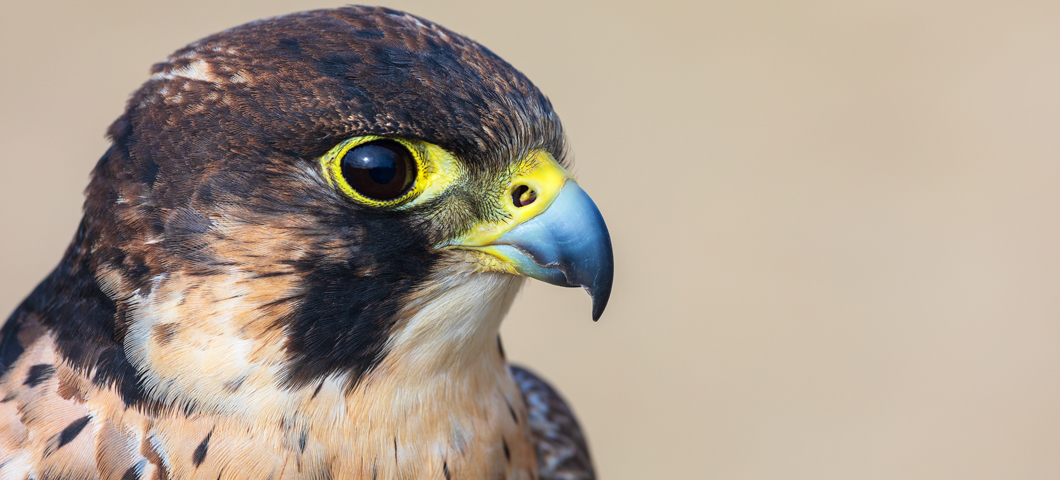 Falcons | Kids Discover Online