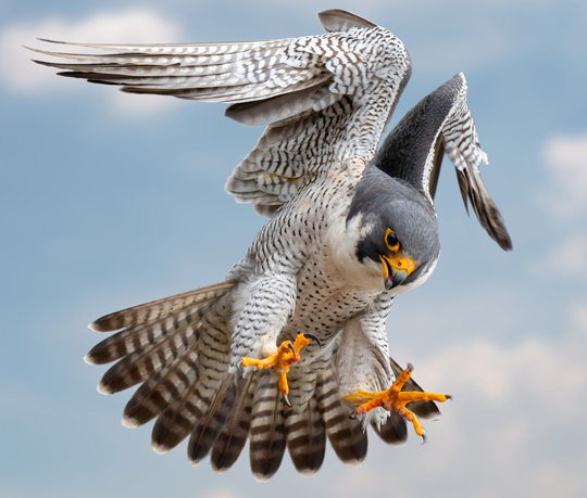 Falcons | Kids Discover Online