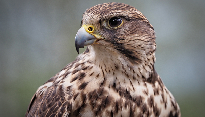 Falcons | Kids Discover Online