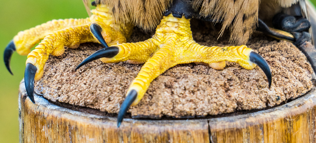 Falcons | Kids Discover Online