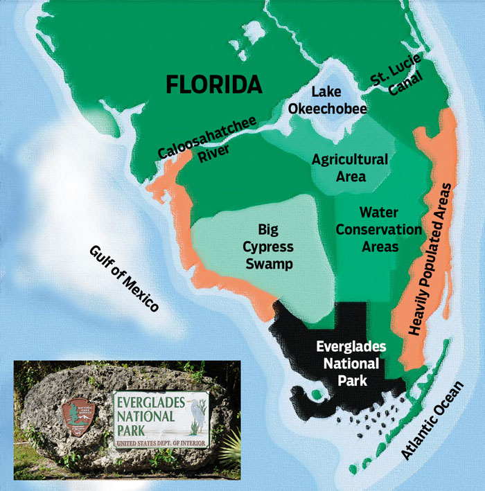 The Everglades | Kids Discover Online