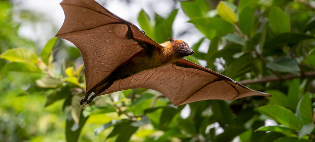 Bats | Kids Discover Online