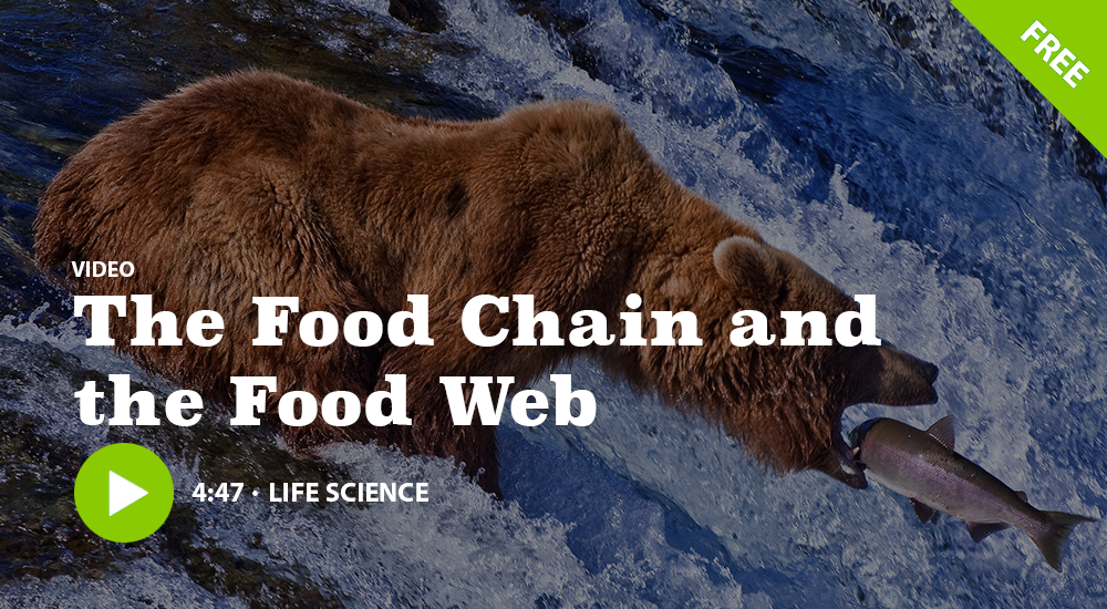 Celebrating Earth Day in Your Classroom | Kids Discover Online