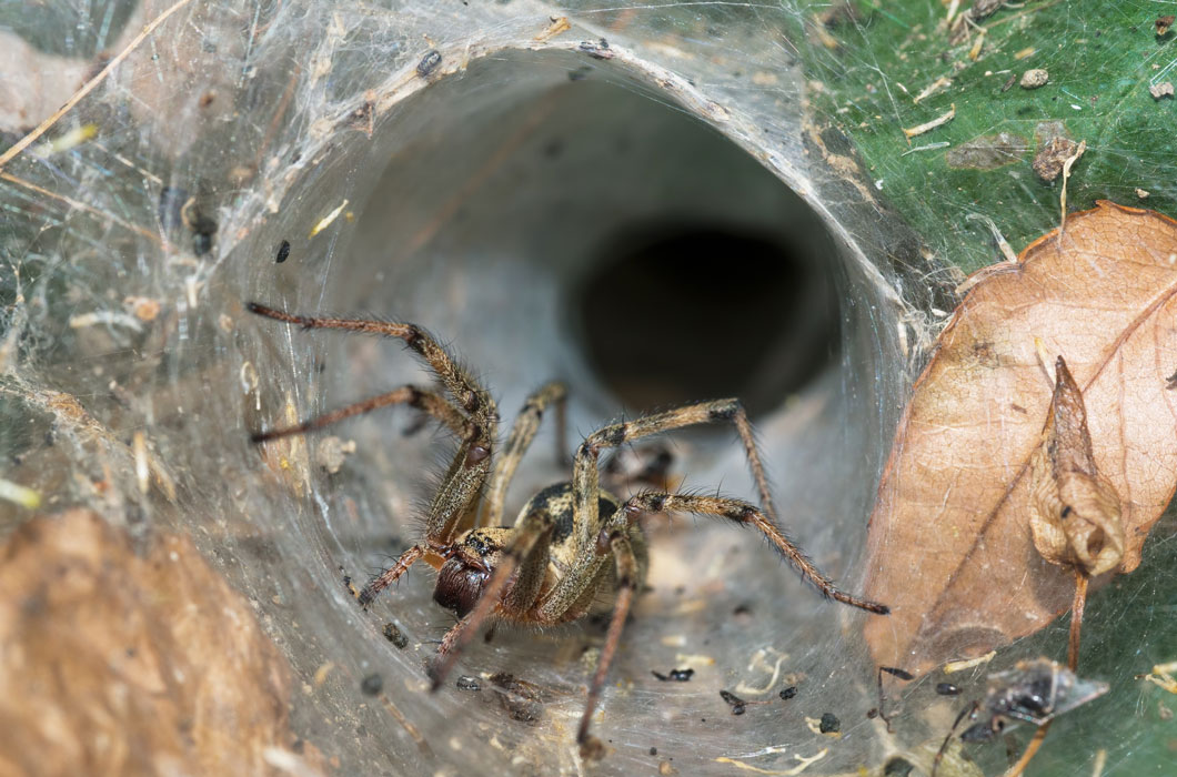 Spiderwebs | Kids Discover Online