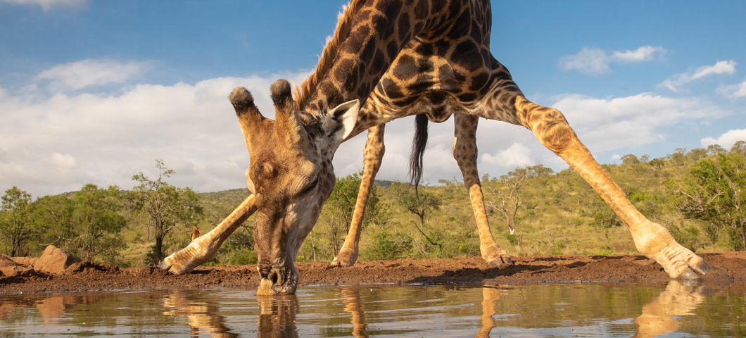 Giraffes | Kids Discover Online