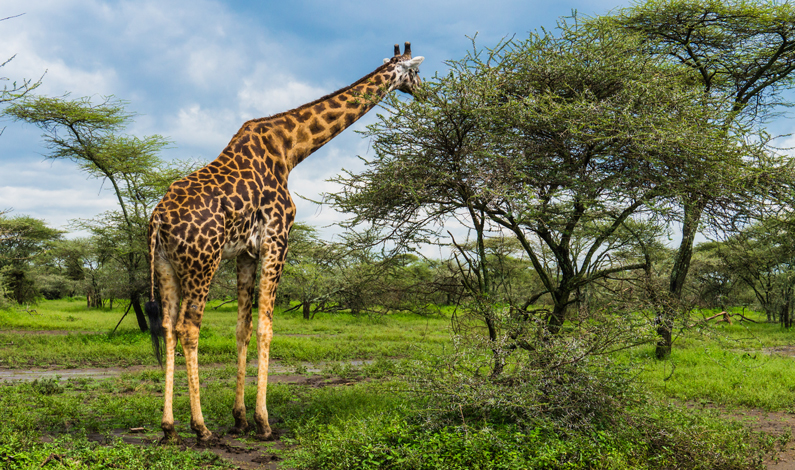 Giraffes | Kids Discover Online