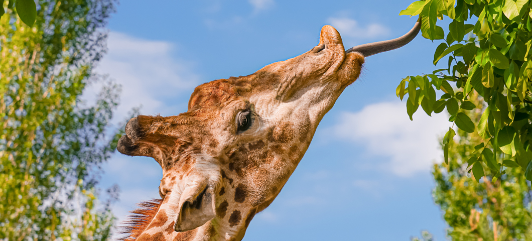 Giraffes | Kids Discover Online
