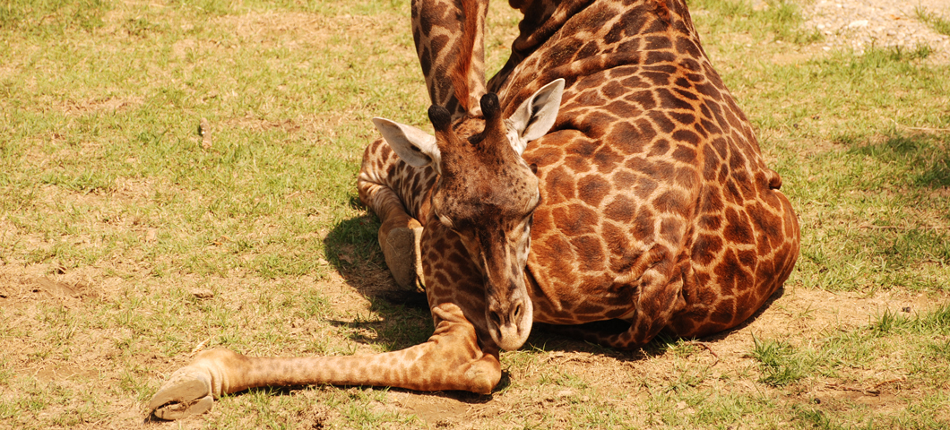 Giraffes | Kids Discover Online