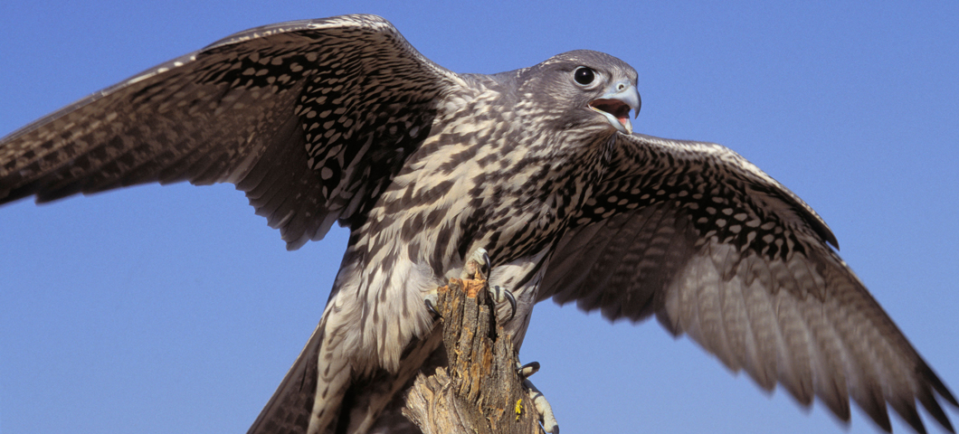 Falcons | Kids Discover Online