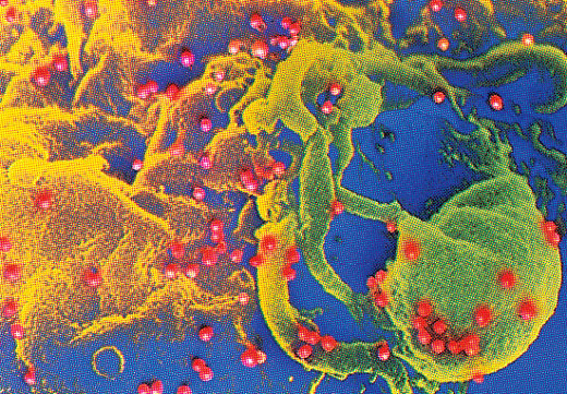 How White Blood Cells Fight Germs | Kids Discover Online