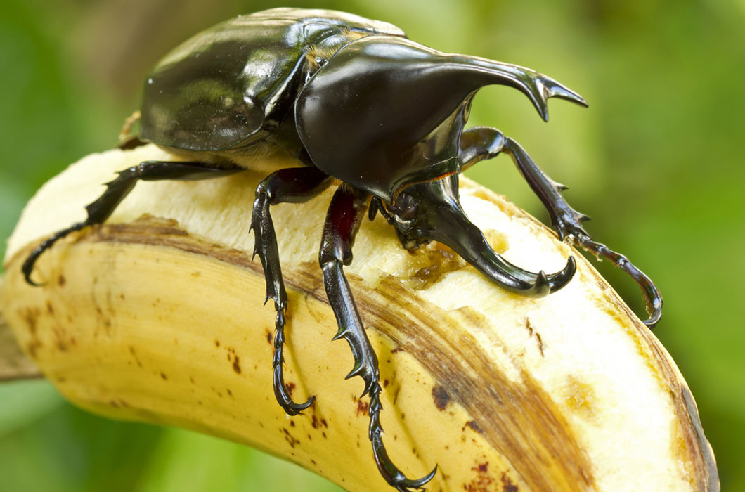 Unusual Insects | Kids Discover Online