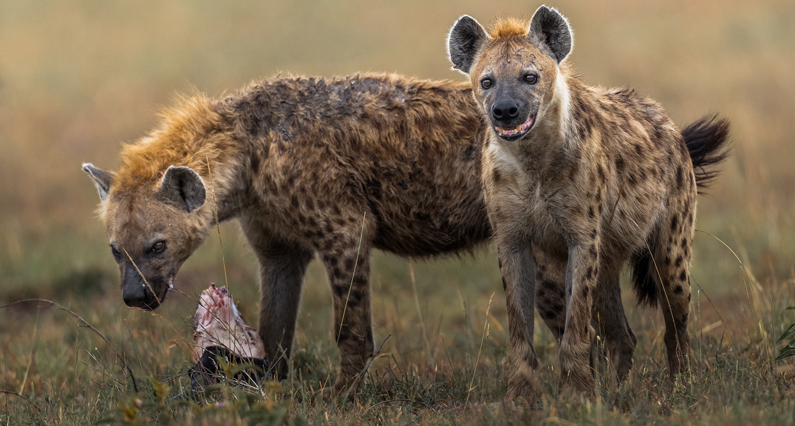 Hyenas | Kids Discover Online