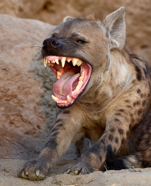 Hyenas | Kids Discover Online