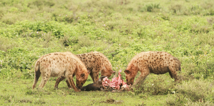 Hyenas | Kids Discover Online