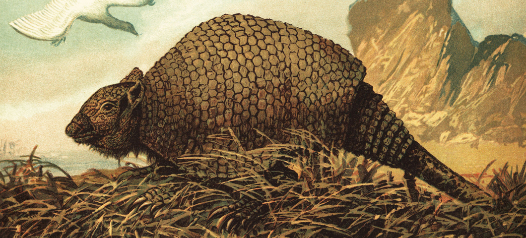 Armadillos | Kids Discover Online