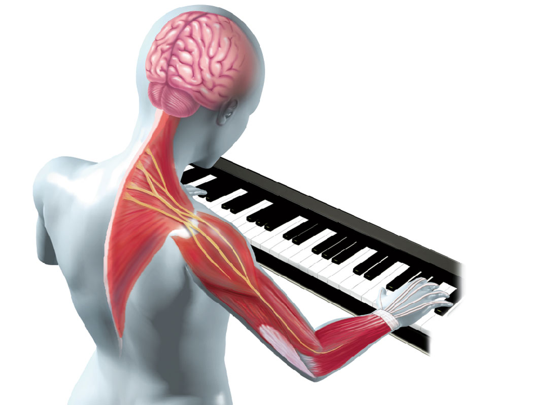 How Skeletal Muscles Work | Kids Discover Online