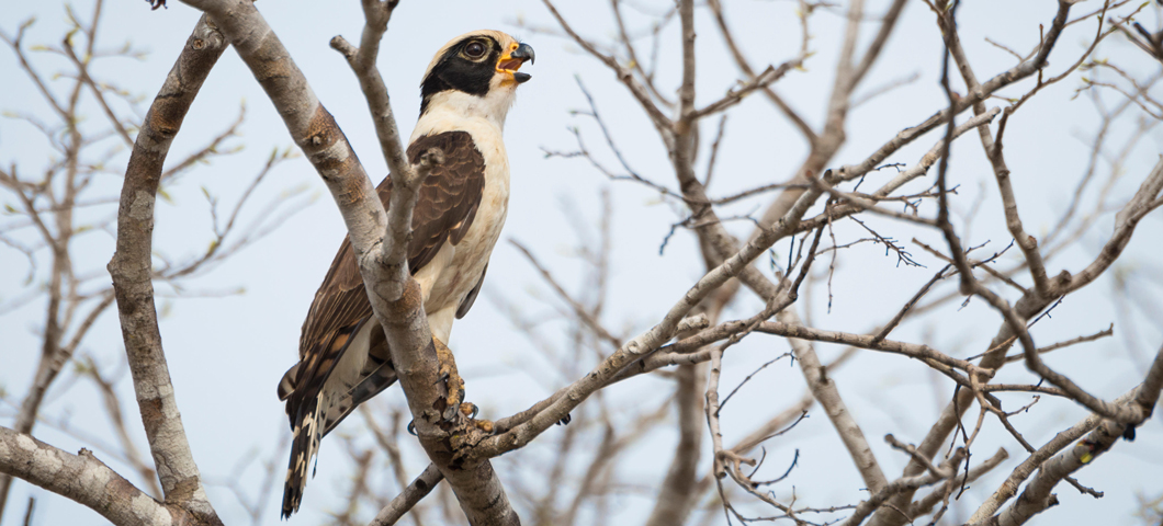 Falcons | Kids Discover Online