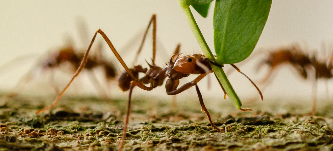 Ants | Kids Discover Online
