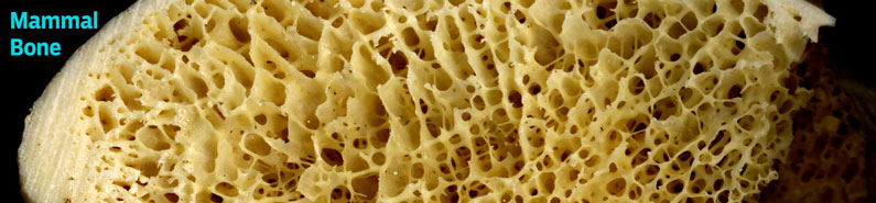 Animal Bones | Kids Discover Online