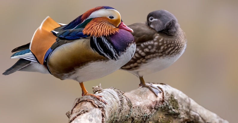 Ducks | Kids Discover Online