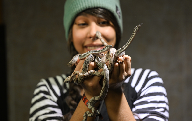 Boa Constrictors | Kids Discover Online