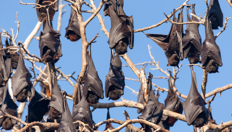 Bats | Kids Discover Online