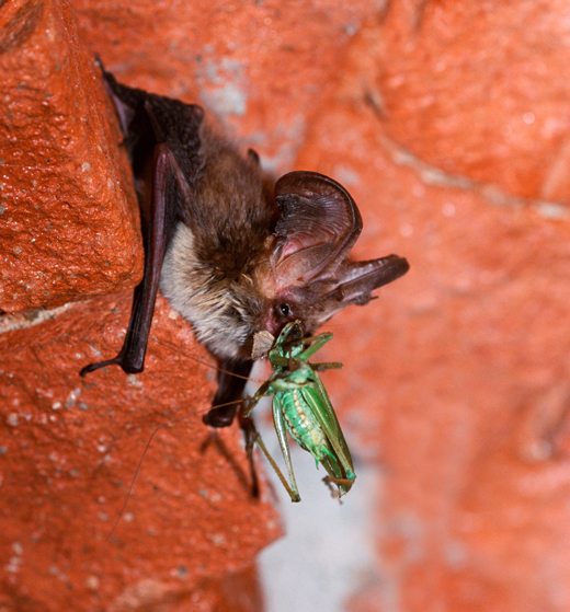 Bats | Kids Discover Online